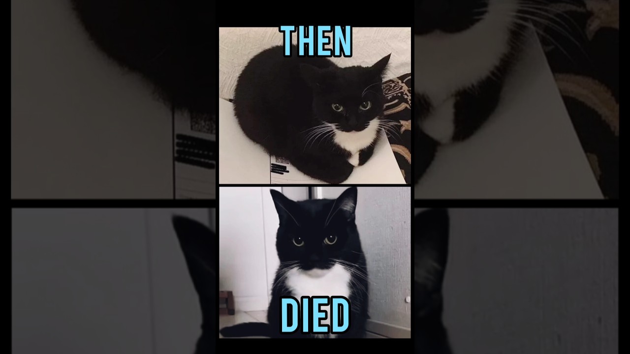 Famous Cats meme(Then vs Now) #meme #memes #nostalgia #catmemes