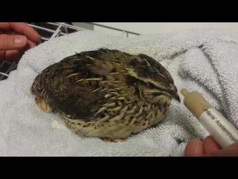 Sick quail!!! Help please! | BackYard Chickens - Learn How to Raise ...