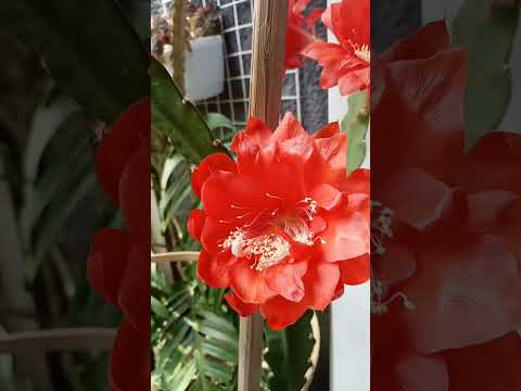 kembang Wijaya Kusuma merah