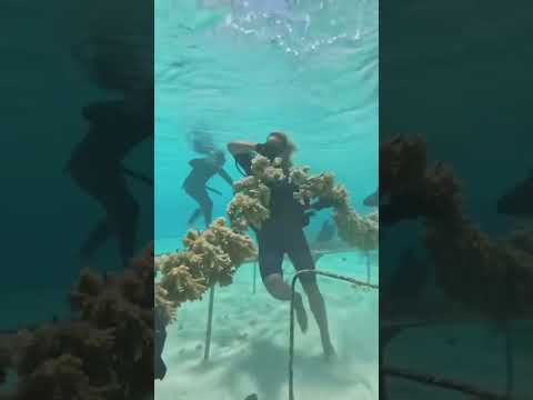 Restoring Reef Ecosystem In 5 Steps