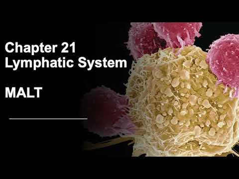 BIOS 254 21.1 Lymphatic - MALT