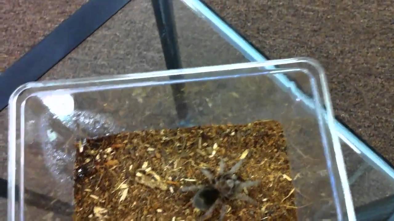 Brazilian Black Basic Setup and Care.MOV