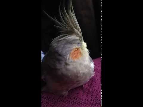 Steam Community :: Video :: Floofy Birb Chiyo