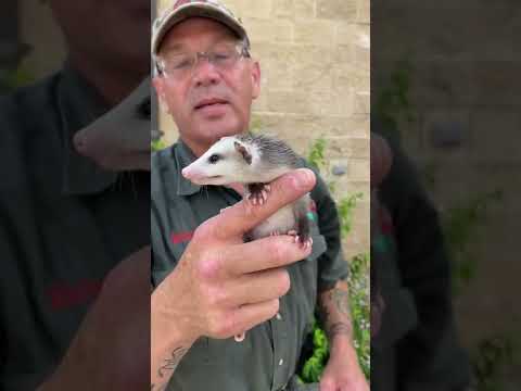 Baby Opossum Mighty Bark 😆 #shorts