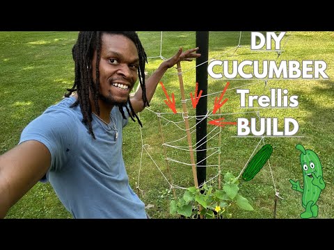DIY Cucumber Trellis from Scratch 🥒 | Easy & Cheap Garden Build!