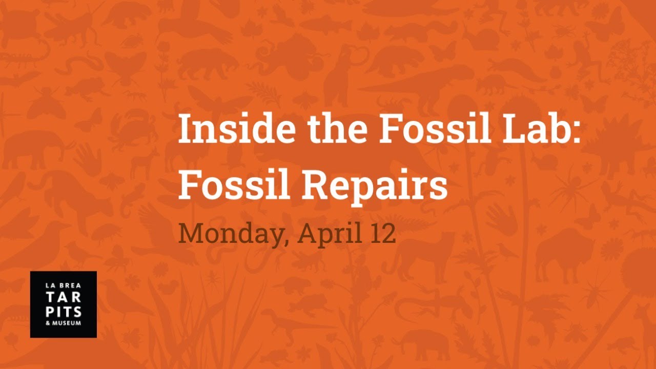 Inside the Fossil Lab: Fossil Repairs
