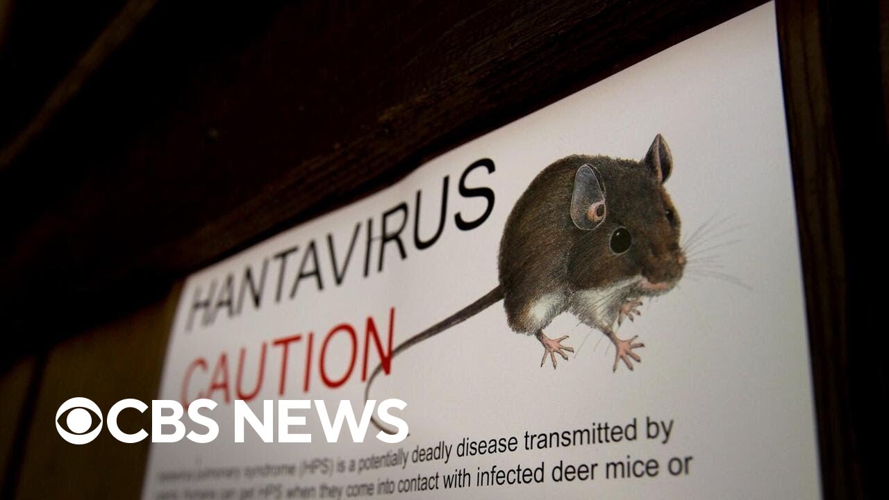 What are the origins of hantavirus? How the virus tied to the cruise ship outbreak came to be.