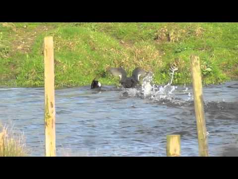 Moorhens