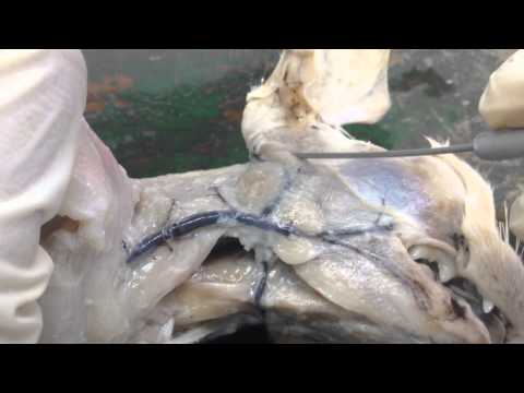 F. Superficial Neck and Jaw Muscle (Cat)