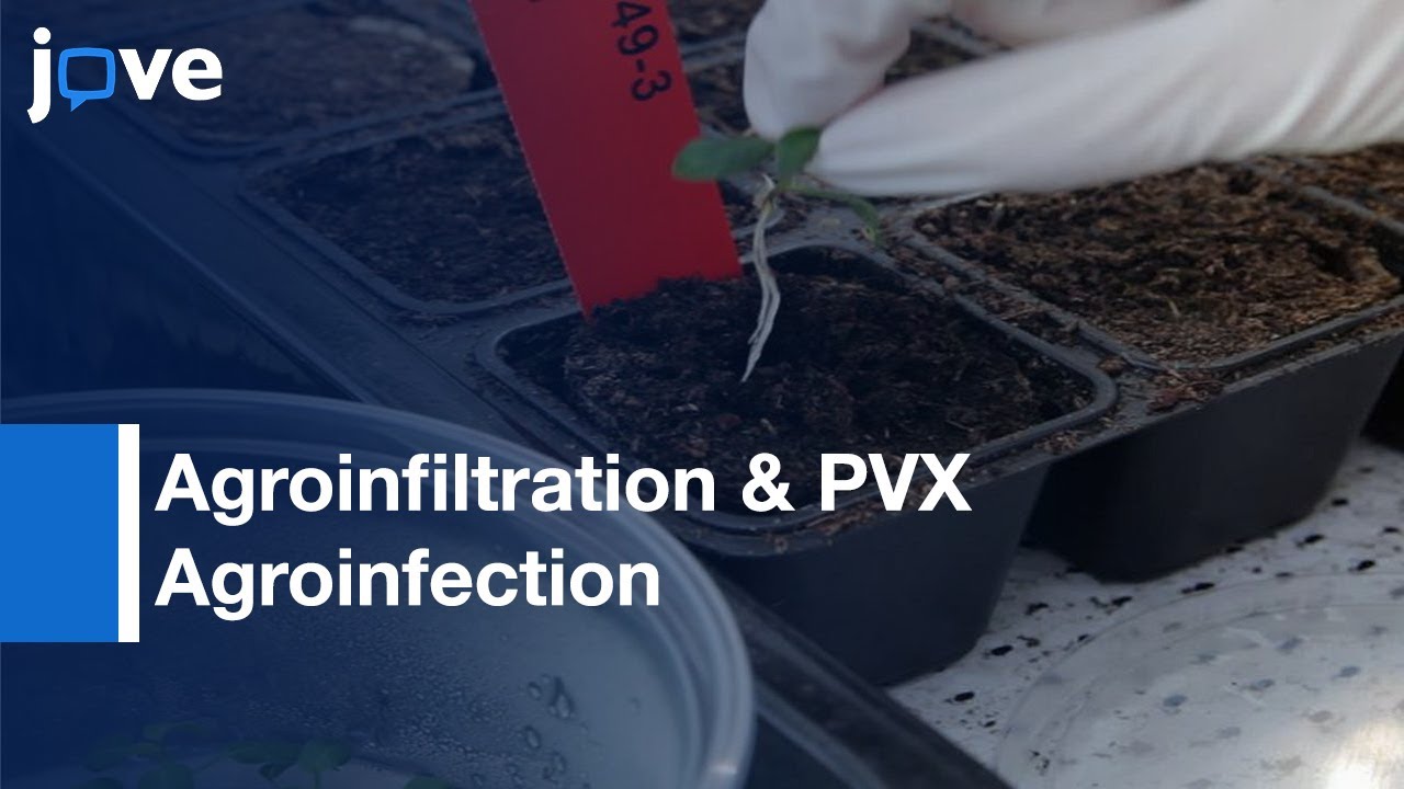 Agroinfiltration & PVX Agroinfection In Potato & Nicotiana benthamiana l Protocol Preview