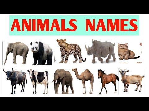 Animals Name | Domestic Animals name | Pet Animals Name with pictures| animal names and sounds