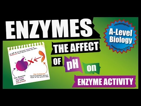 How pH affects Enzyme Activity A Level Biology Revision Lessons by Learnbiology.net