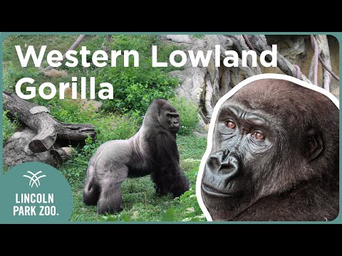 Interesting Gorilla Facts 🦍 Western lowland gorilla fun facts