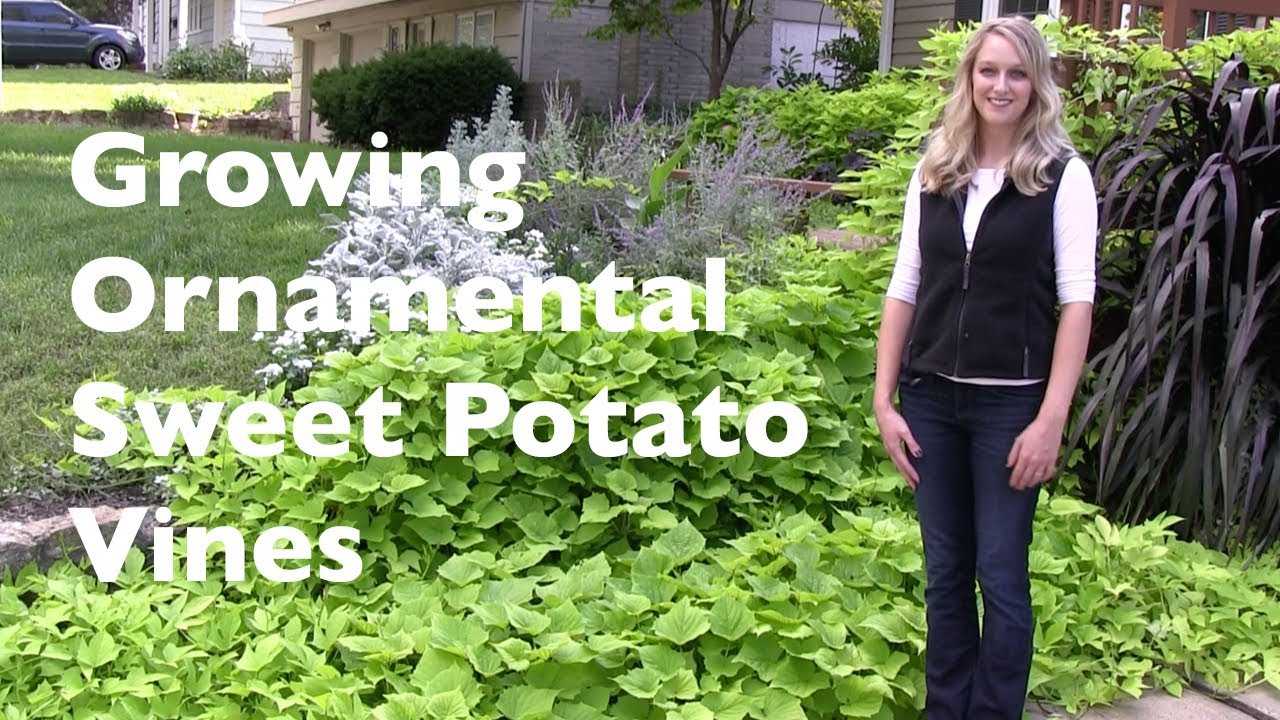 Growing Ornamental Sweet Potato Vines