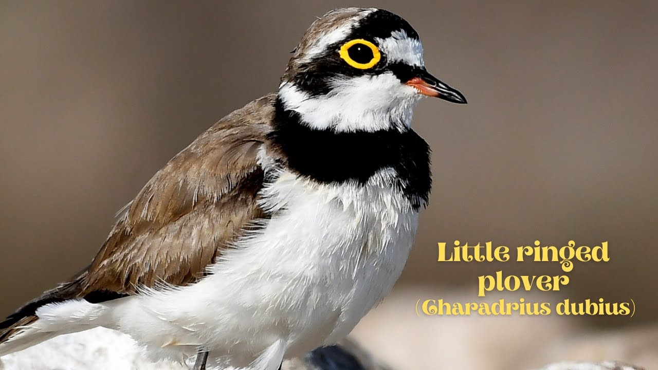 Little Ringed Plover  Habitat, Identification, Food, Breeding and Distribution.  Charadrius dubius