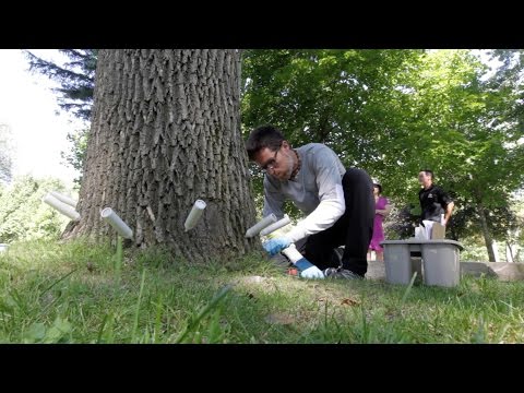 Help for ash trees against emerald ash borer