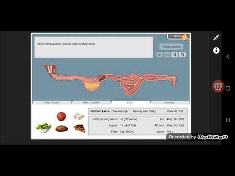 Digestive System Gizmo Game