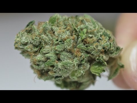 "Kosher Kush" - (Strain Review)
