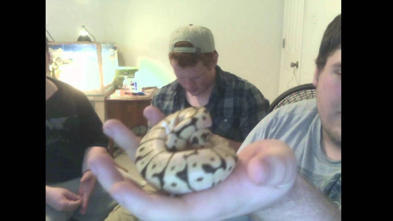 Bumblebee Ball Python unboxing (music only)