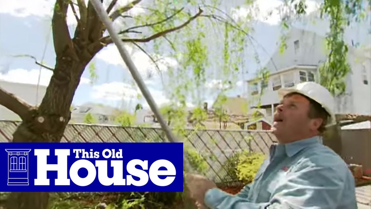 How to Prune a Large Tree | This Old House