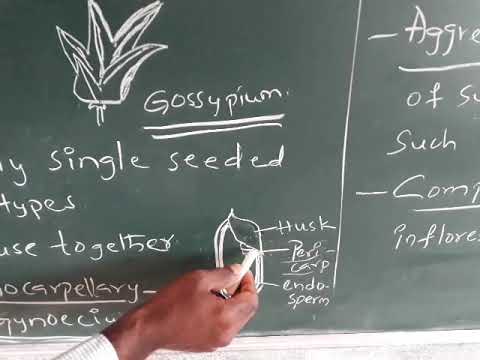 Fruits - Dryfruits, aggregate and composite fruits