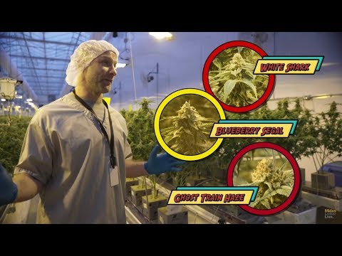 WeedMD Site Tour: WAY Bigger Than You Thought