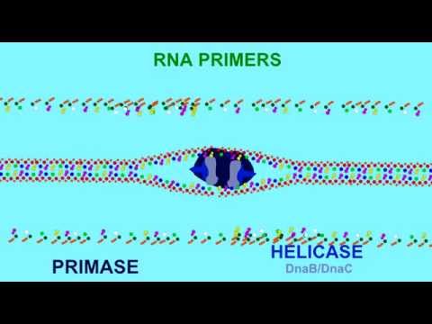 DNA REPLICATION: RNA PRIMERS