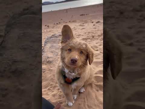 The power of puppy eyes 😍