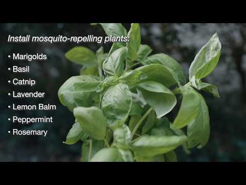 How to Get Rid of Mosquitoes in Your Yard