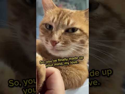 Cat Reaction to Humanโs Touch โ The Drama Begins Tonight ๐ผ๐ฅ#talkingcat #catshorts #catmemes
