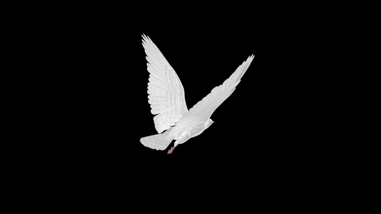 Flying White Dove - Back Angle - Transparent Loop