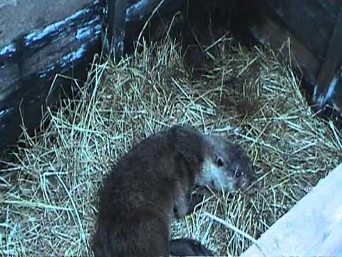 Bill the veteran otter