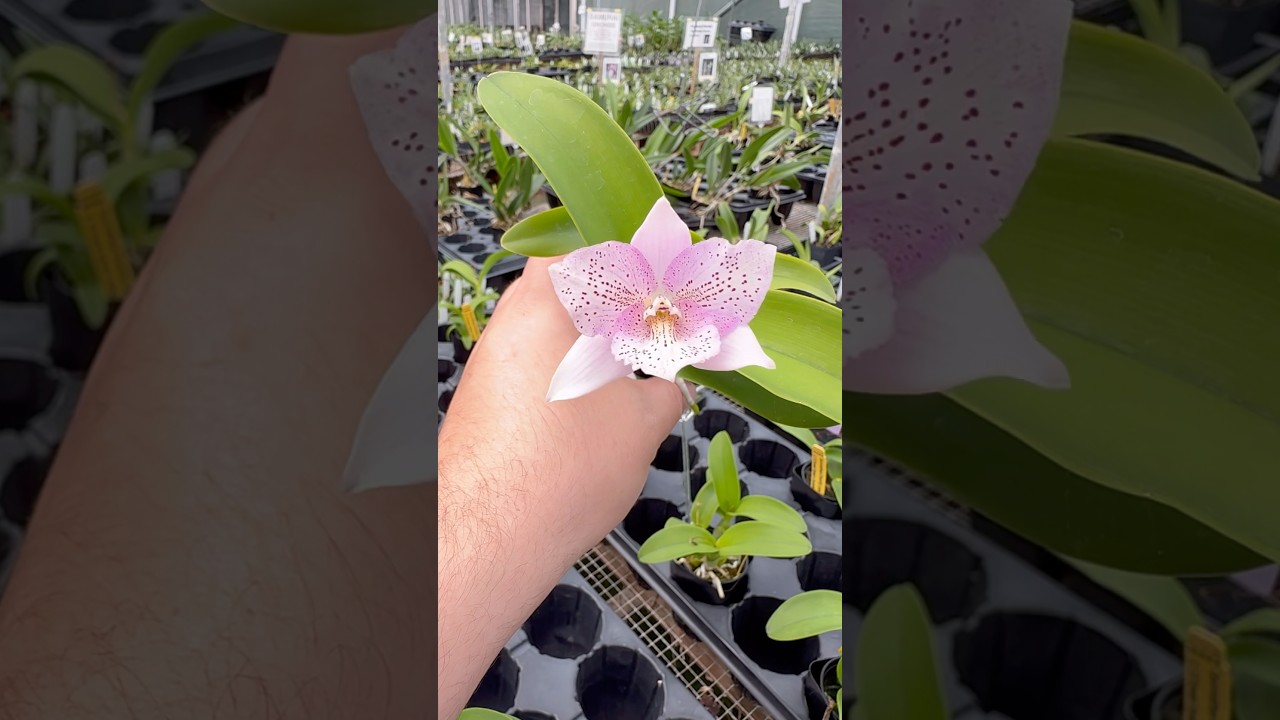 So many spots! This amazing miniature #cattleya is Caulocattleya Chantilly Lace! #orchid #plants