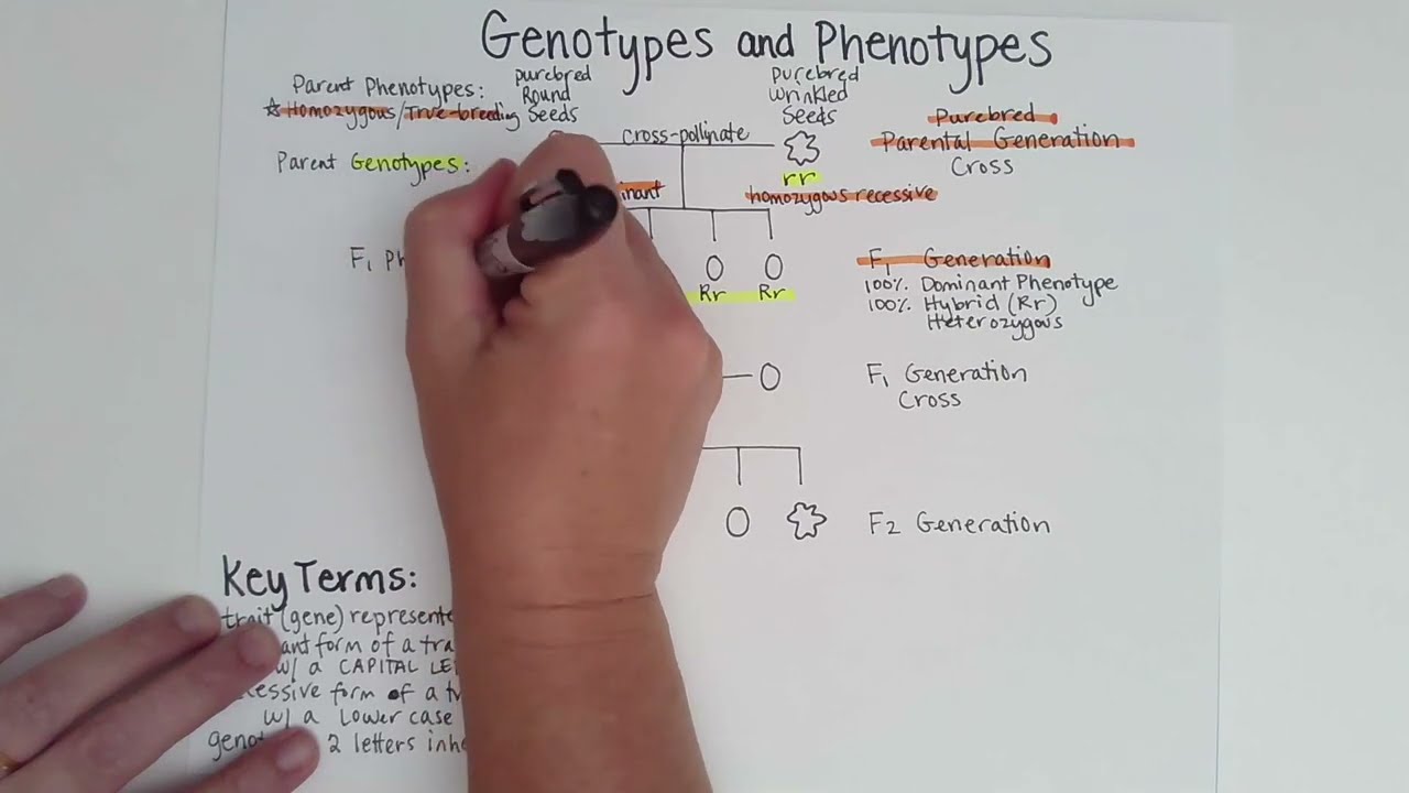Basic Genetics Part 2