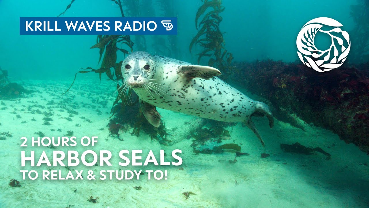 2 Hours of Harbor Seals to Relax/Study To | Lofi Hip Hop | Monterey Bay Aquarium Krill Waves Radio