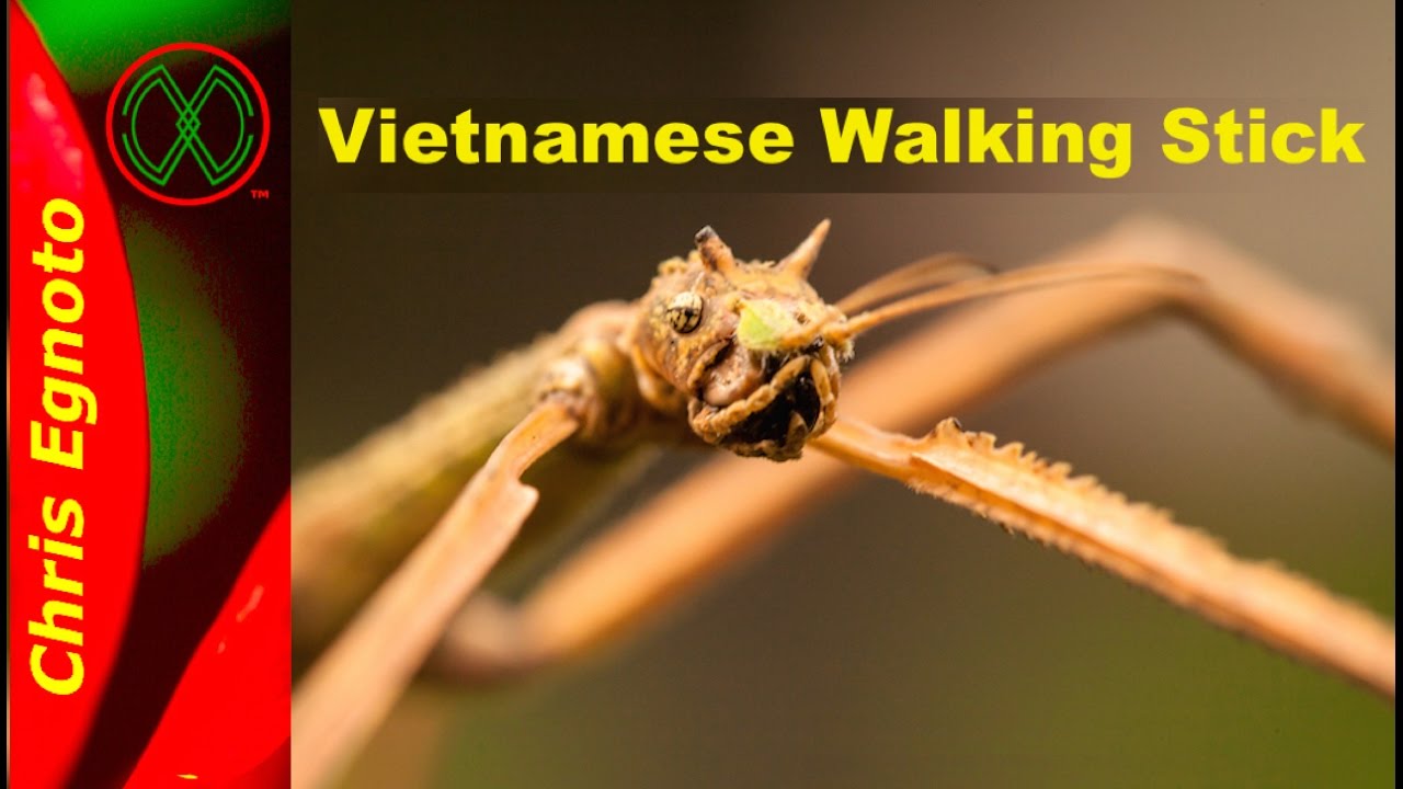 Anaam Stick Insect - Amazing Eggs!