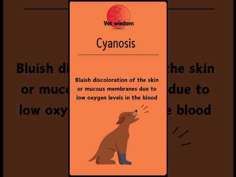 What is Cyanosis in Pets?