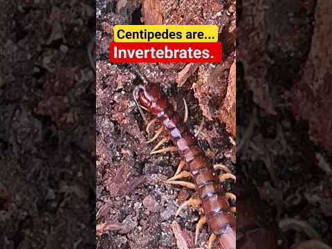 invertebrate meaning | An animal with no backbone. #centipede #arthropoda #shorts #invertebrates