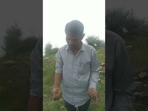 wild marry gold Tagetes minuta broadcasting in PFM Area of Range Drang VFDS sakrog PIHPFEM&L JICA
