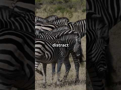 The Science of Why Zebras Have Stripes