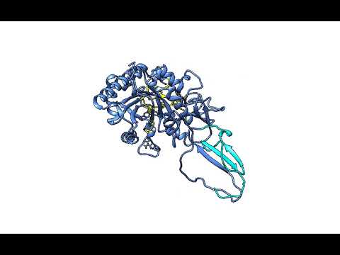 Elephantulus edwardii Chitinase Enzyme