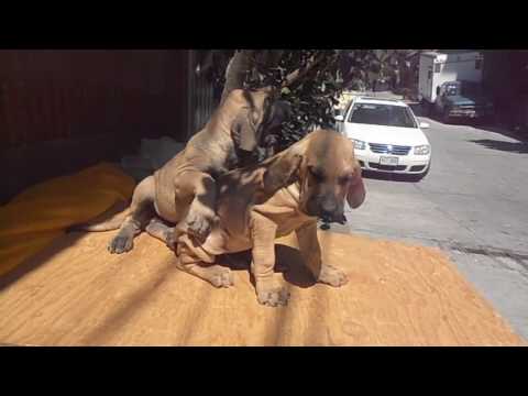 CACHORROS FILA