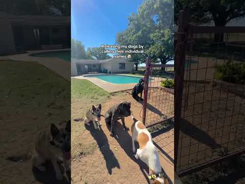 Releasing my dogs by calling their individual names 🐶 Dog Training 101