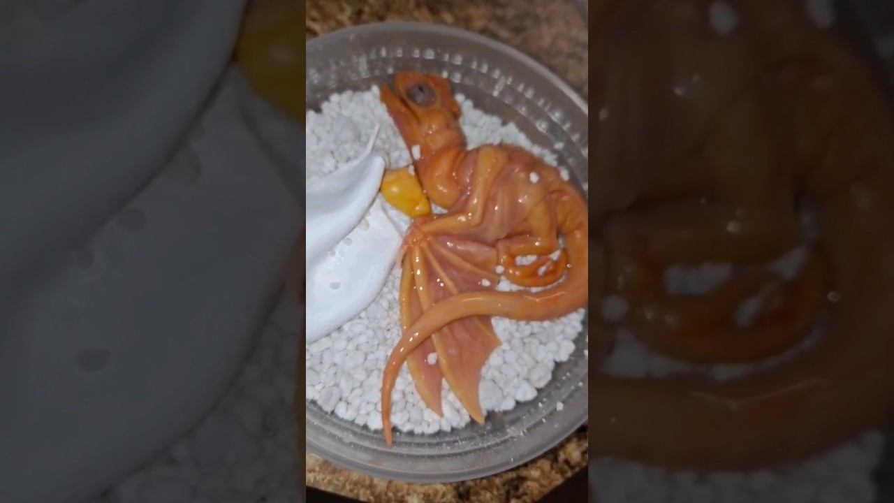 #dragon#egg#hatching#creature#dragonegg#reptiles#creepy