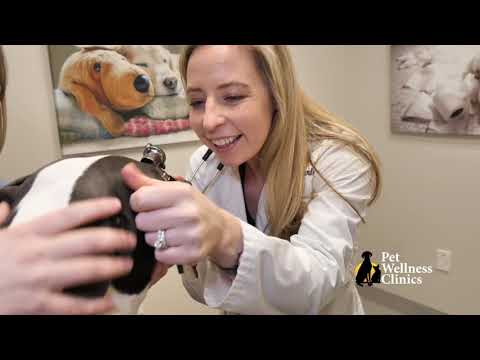 Welcome to Geist Pet Wellness Clinic