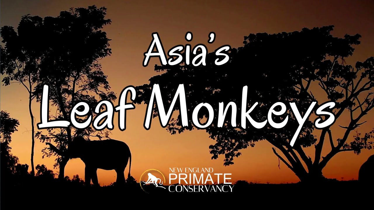 What's Special About ASIA'S LEAF MONKEYS? You may be amazed!!!