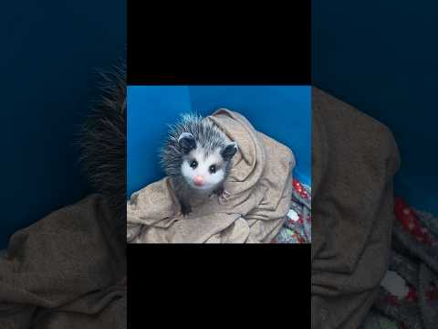 Growing baby Possums #babyanimals #possums #funny #shorts #shortvideo #short ##viral #ytshorts #yt