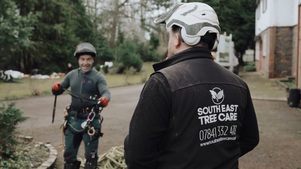 🌳 A Day in the Life of a Tree Surgeon: Felling Giants in the Urban Jungle! 🌳