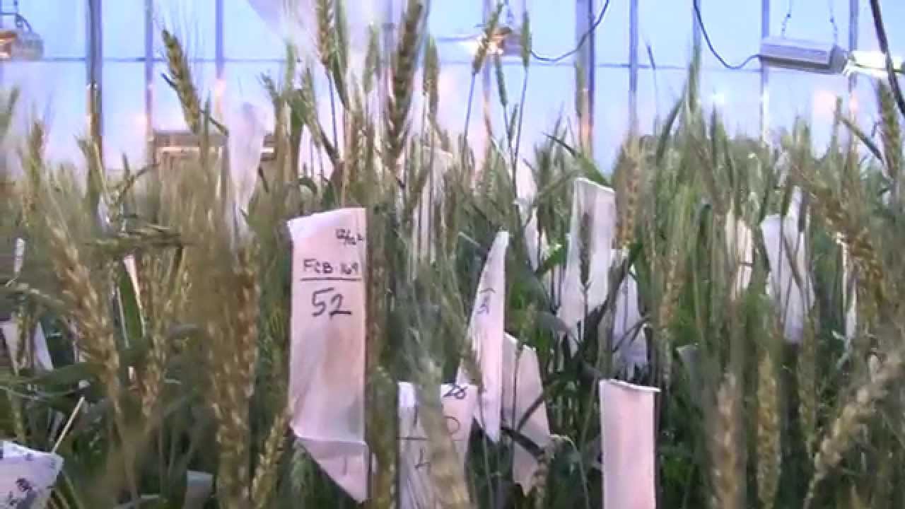 New Wheat Variety KanMark