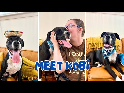 Dog for adoption - Kobi Smith Mr. Loveable, a Black Labrador Retriever ...